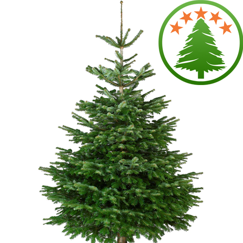 christmastree.nl - The most beautiful Nordmann Excellent Christmas ...